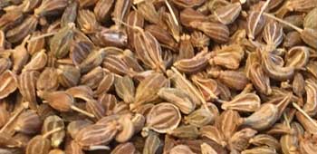 Anis - eines der ältesten Gewürze | Gewürzkompanie